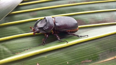 Kumbang Tanduk Musuh Tanaman Sawit | PT Anugerah Sarana Hayati